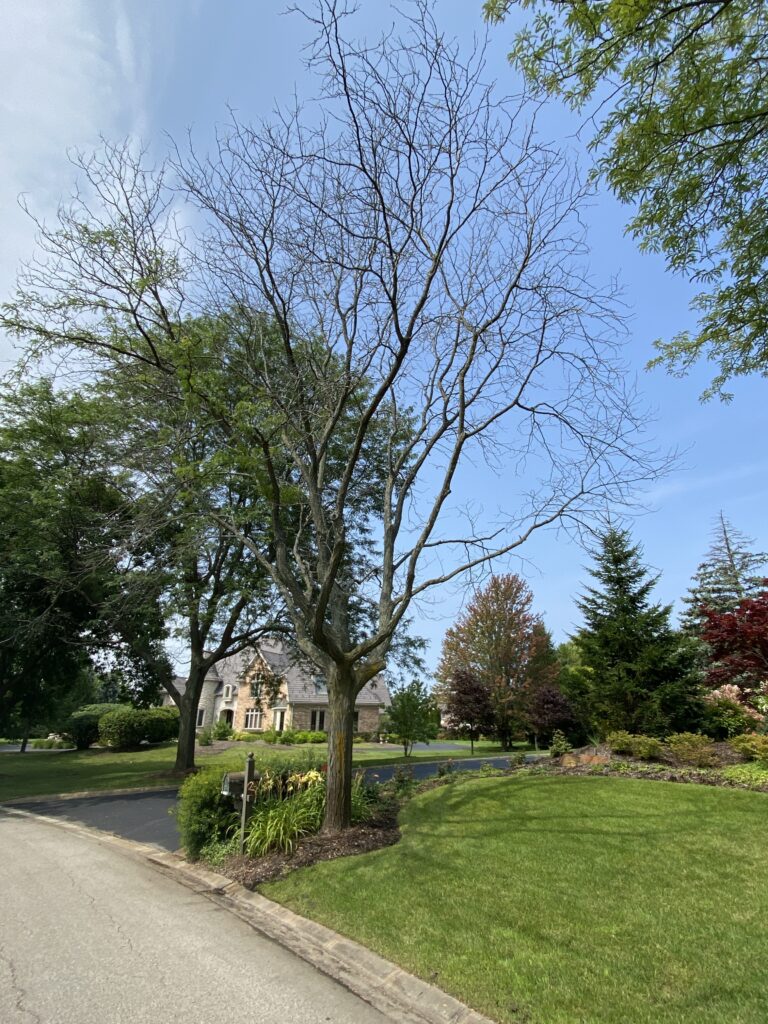 Report a Dead Parkway Tree - Village of South Barrington, Illinois 60010